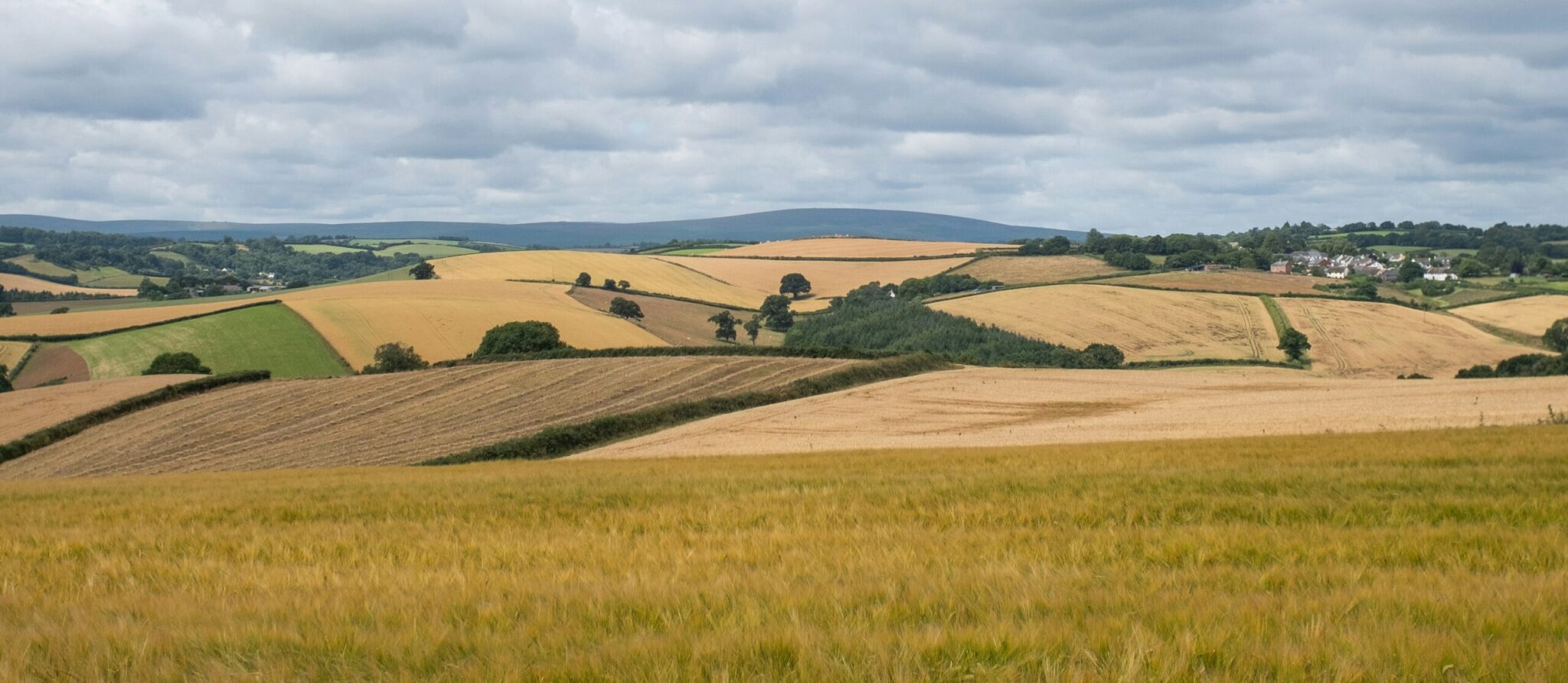 Energy Crops: Fuel Feedstock of the Future? | Cleantech Group