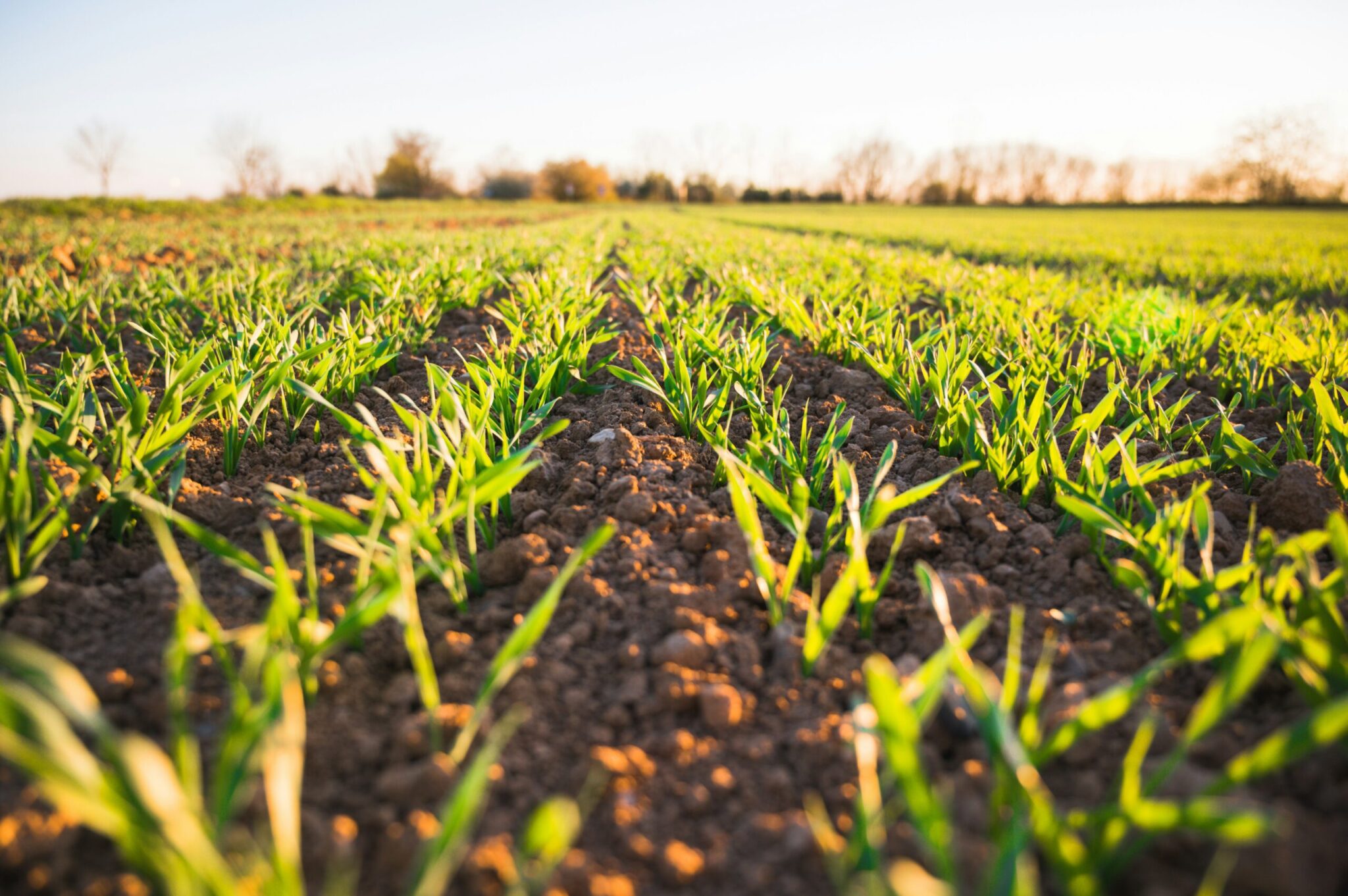 Generating Carbon Offsets in Carbon Farming | Cleantech Group